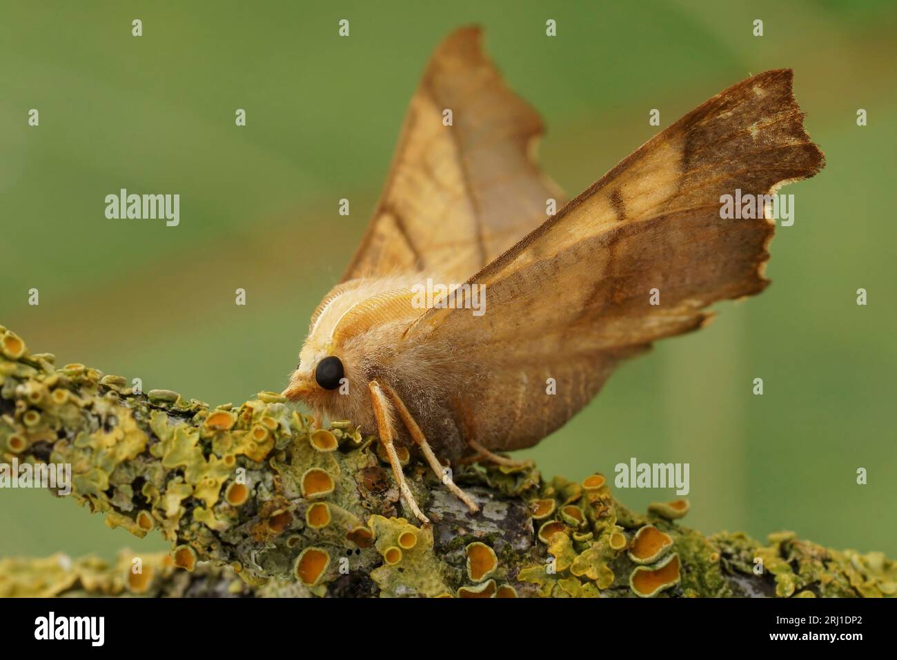 Dusky thorn moth hi-res stock photography and images - Alamy