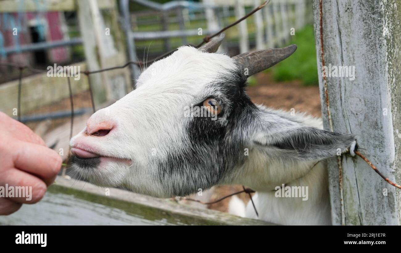 Cute baby goat eating grass hi-res stock photography and images - Alamy