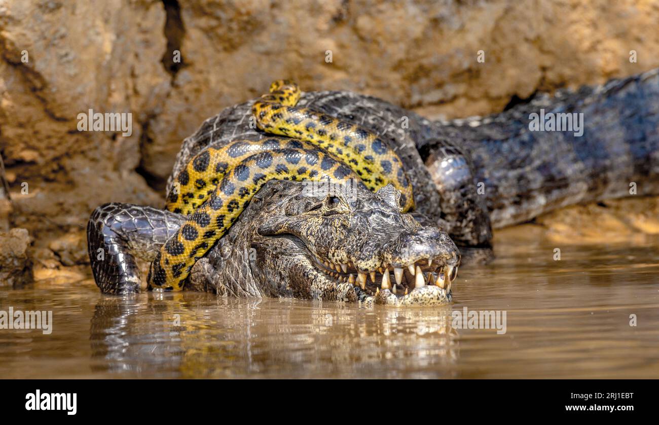 Cayman (Caiman crocodylus yacare) vs Anaconda (Eunectes murinus ...