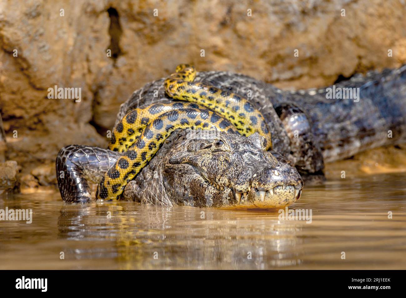 Cayman (Caiman crocodylus yacare) vs Anaconda (Eunectes murinus ...