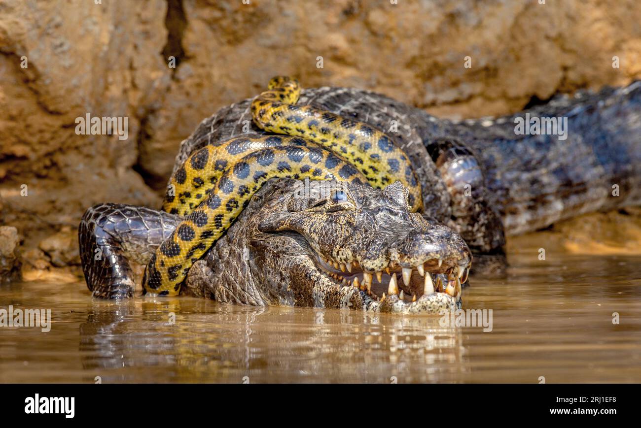 Cayman (Caiman crocodylus yacare) vs Anaconda (Eunectes murinus ...