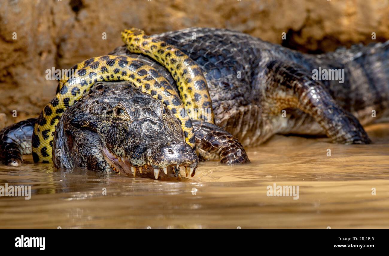 Cayman (Caiman crocodylus yacare) vs Anaconda (Eunectes murinus ...