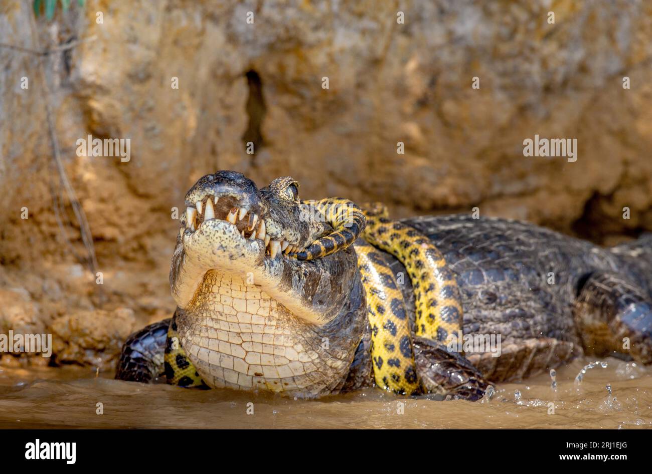 Cayman caiman crocodylus yacare vs anaconda eunectes murinus cayman ...