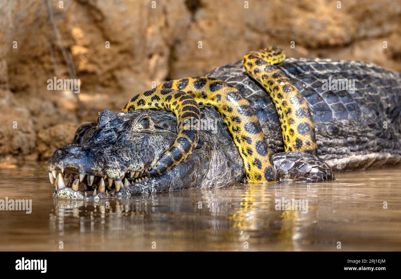 Cayman (Caiman crocodylus yacare) vs Anaconda (Eunectes murinus ...
