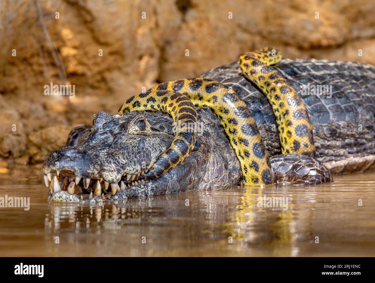 Cayman (Caiman crocodylus yacare) vs Anaconda (Eunectes murinus ...