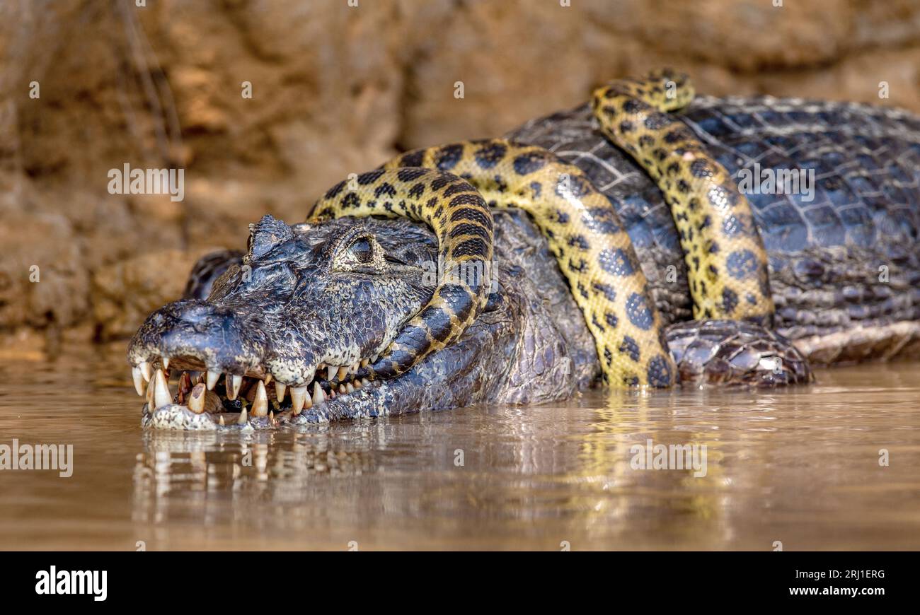 Cayman (Caiman crocodylus yacare) vs Anaconda (Eunectes murinus ...