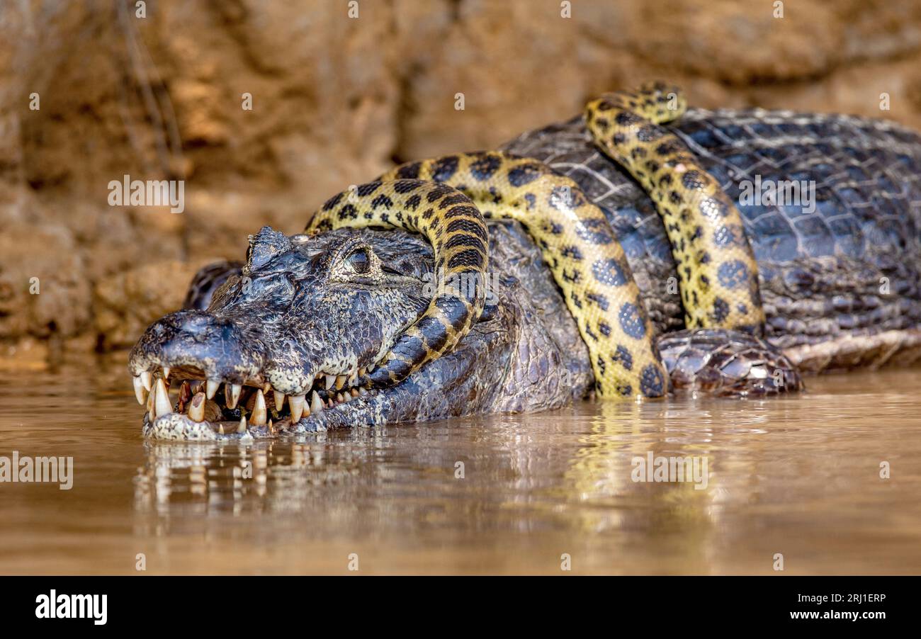 Cayman (Caiman crocodylus yacare) vs Anaconda (Eunectes murinus ...