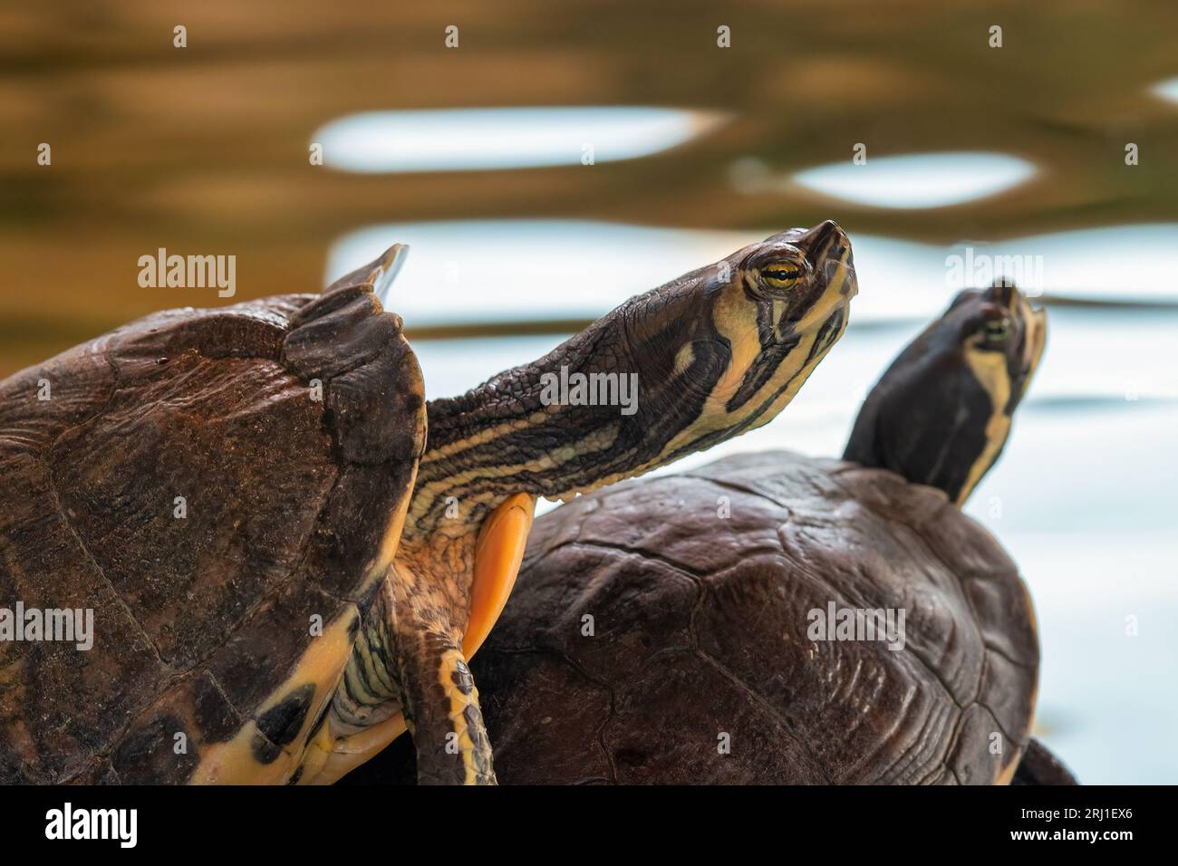 Turtles on top of each other hi-res stock photography and images - Alamy