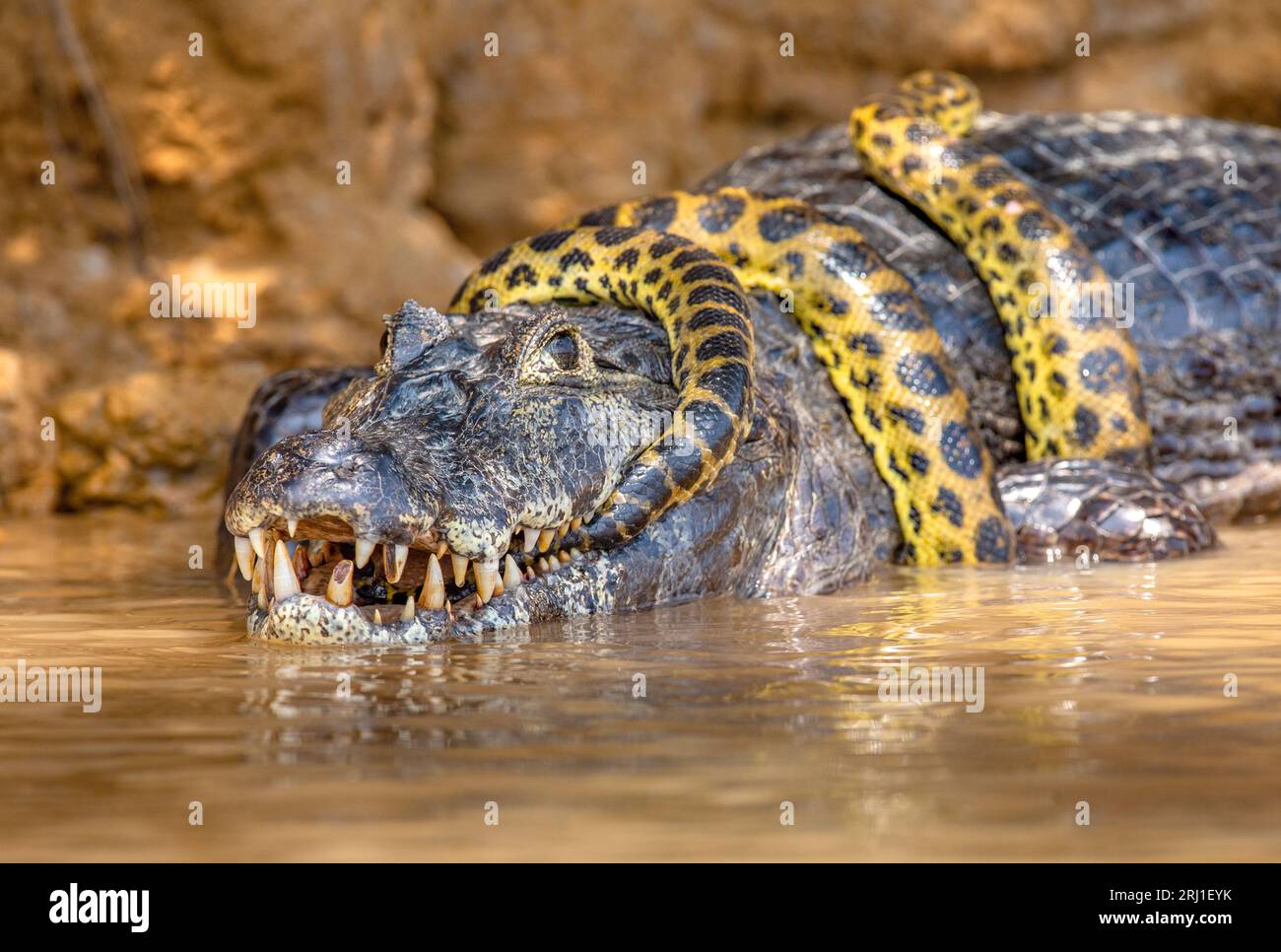 Cayman (Caiman crocodylus yacare) vs Anaconda (Eunectes murinus ...