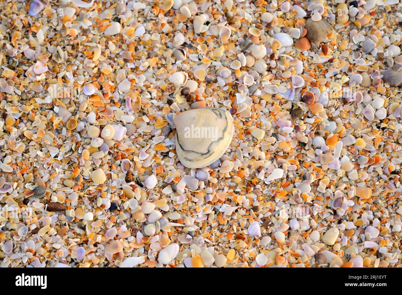 South Goa | Off white seashell seen on the bed of shells on the beach ...