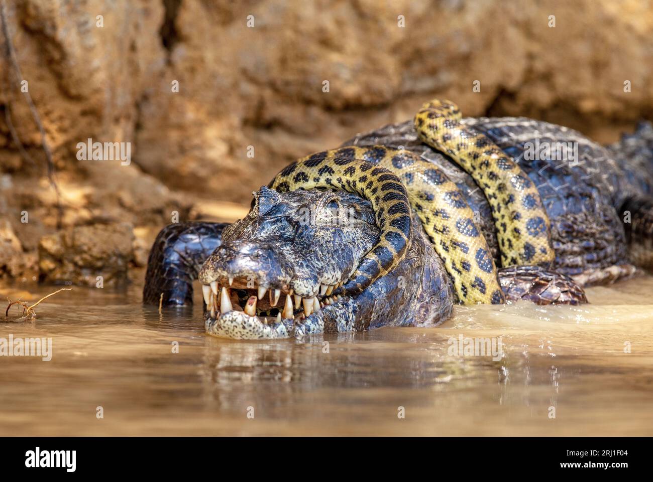 Cayman (Caiman crocodylus yacare) vs Anaconda (Eunectes murinus ...