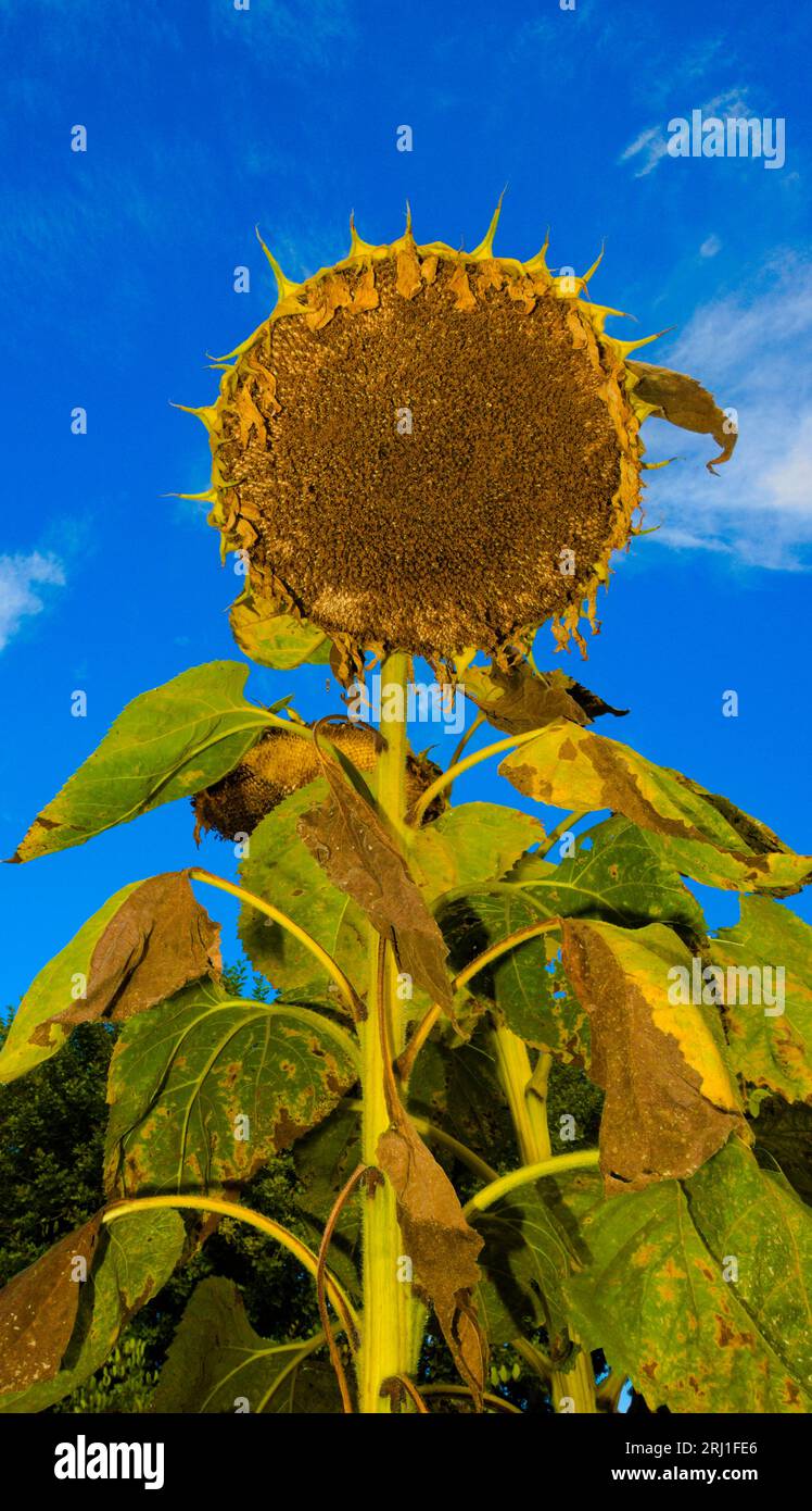 Large sunflowers hang their massive heads in the later summer heat ...