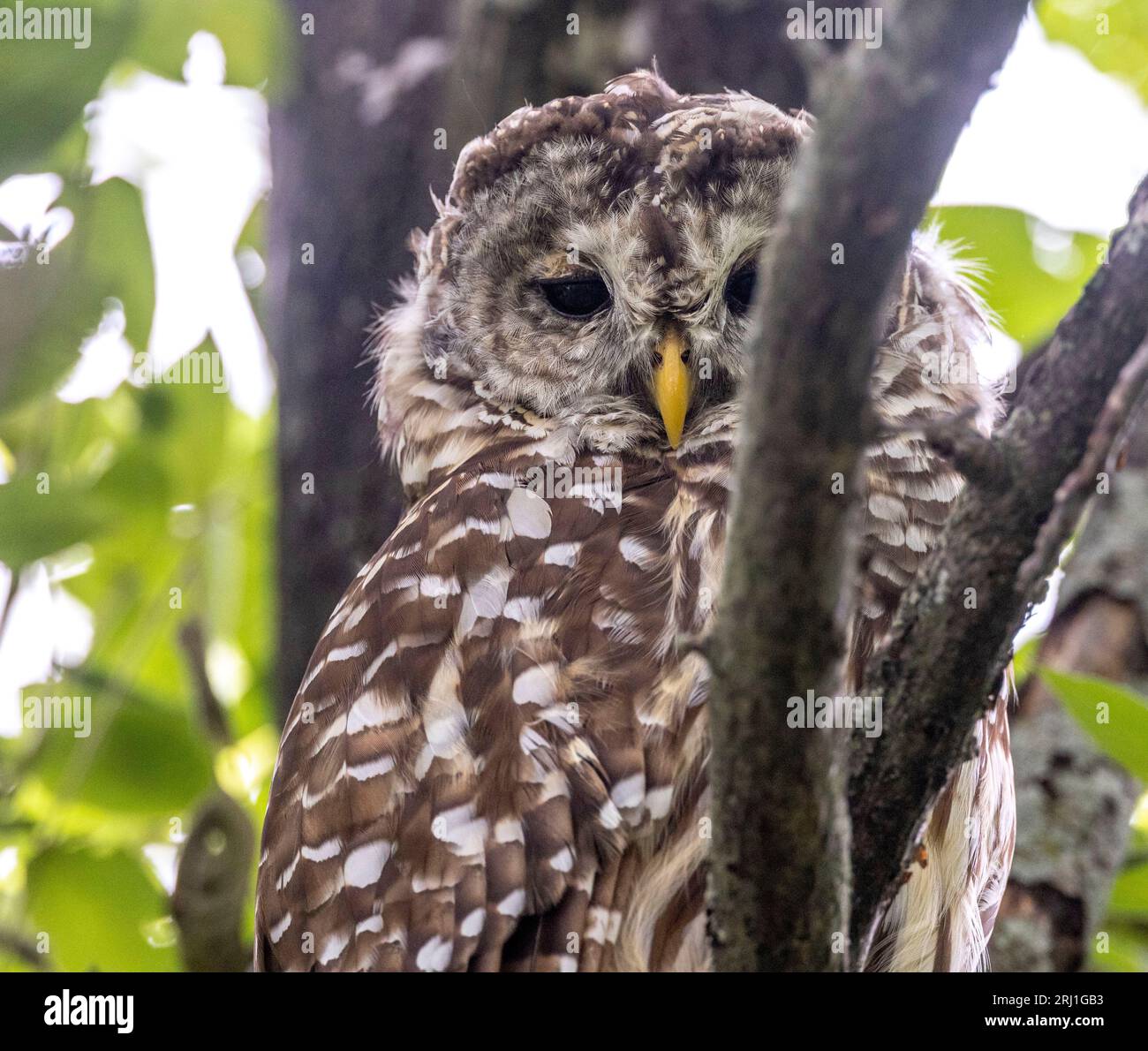 (Ottawa, Canada---19 August 2023) Barred Owl perched just feet from the ...