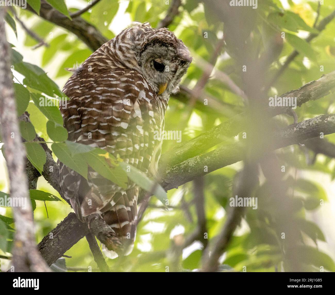 (Ottawa, Canada---19 August 2023) Barred Owl perched just feet from the ...