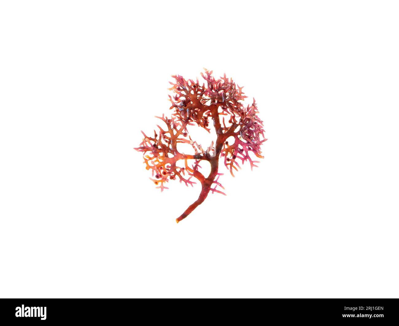 Fucus pistillatus hi-res stock photography and images - Alamy