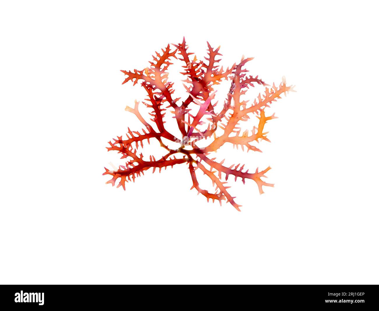 Red Algae Rhodophyta