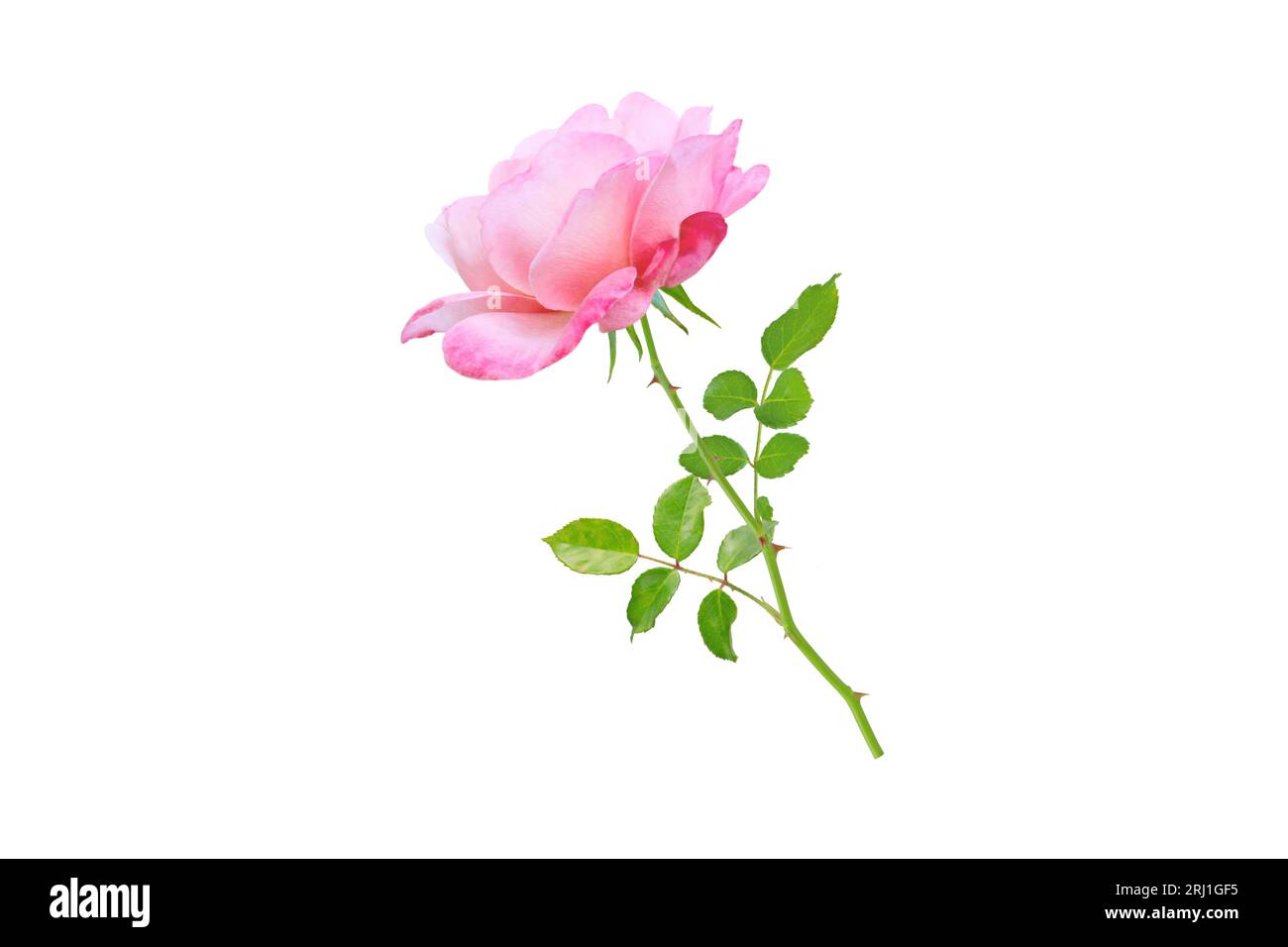 Pink rose flower and leaves branch side view isolated on white Stock ...
