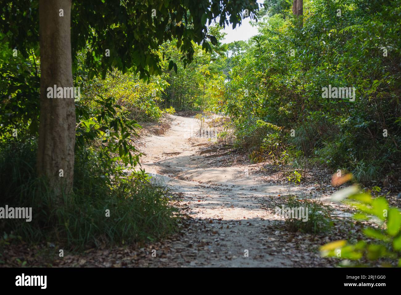 Shrubs and thickets hi-res stock photography and images - Alamy