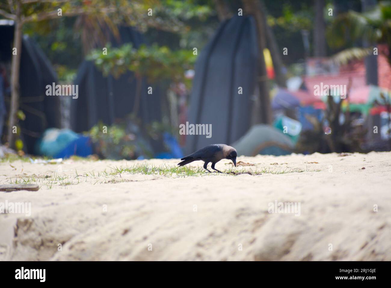Oceanfront birdwatching hi-res stock photography and images - Alamy