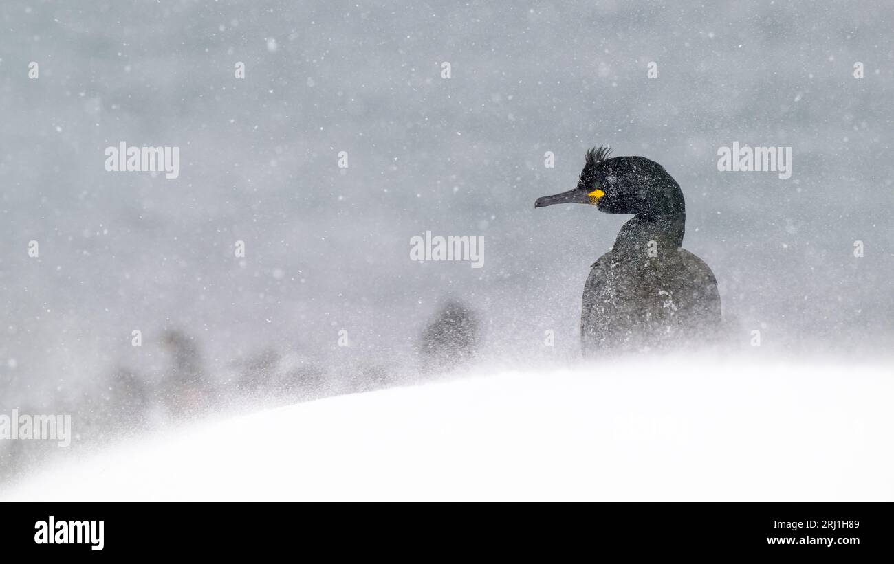 European shag, common shag (Phalacrocorax aristotelis) in snow at ...