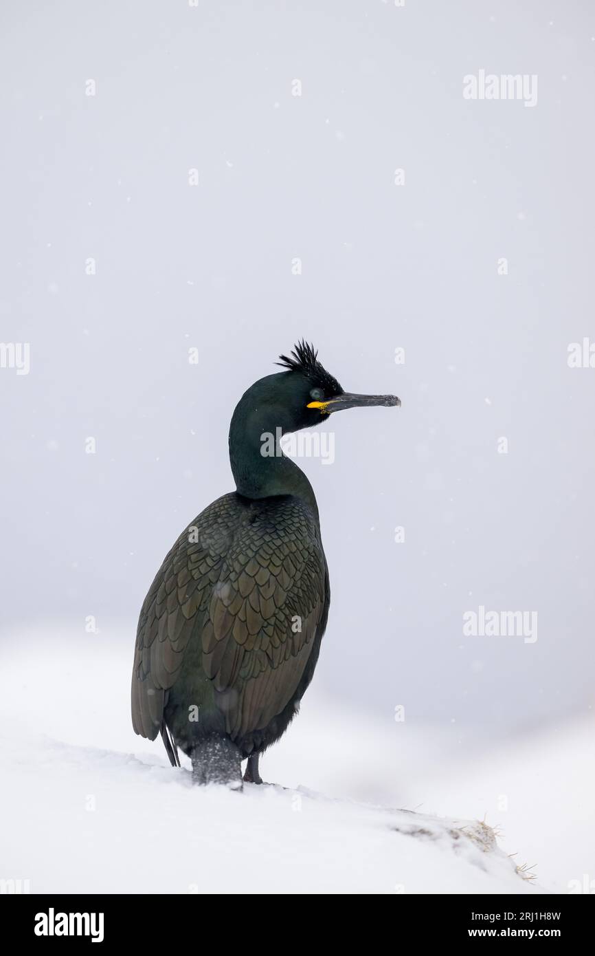 Vardo norway storm hi-res stock photography and images - Alamy