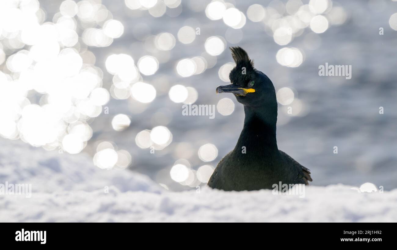 Vardo norway storm hi-res stock photography and images - Alamy