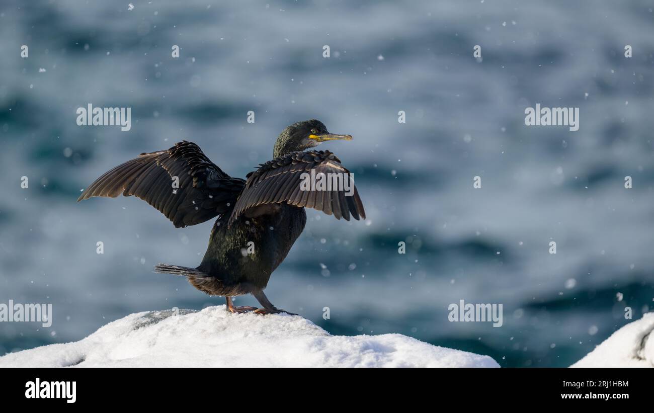 Vardo norway storm hi-res stock photography and images - Alamy