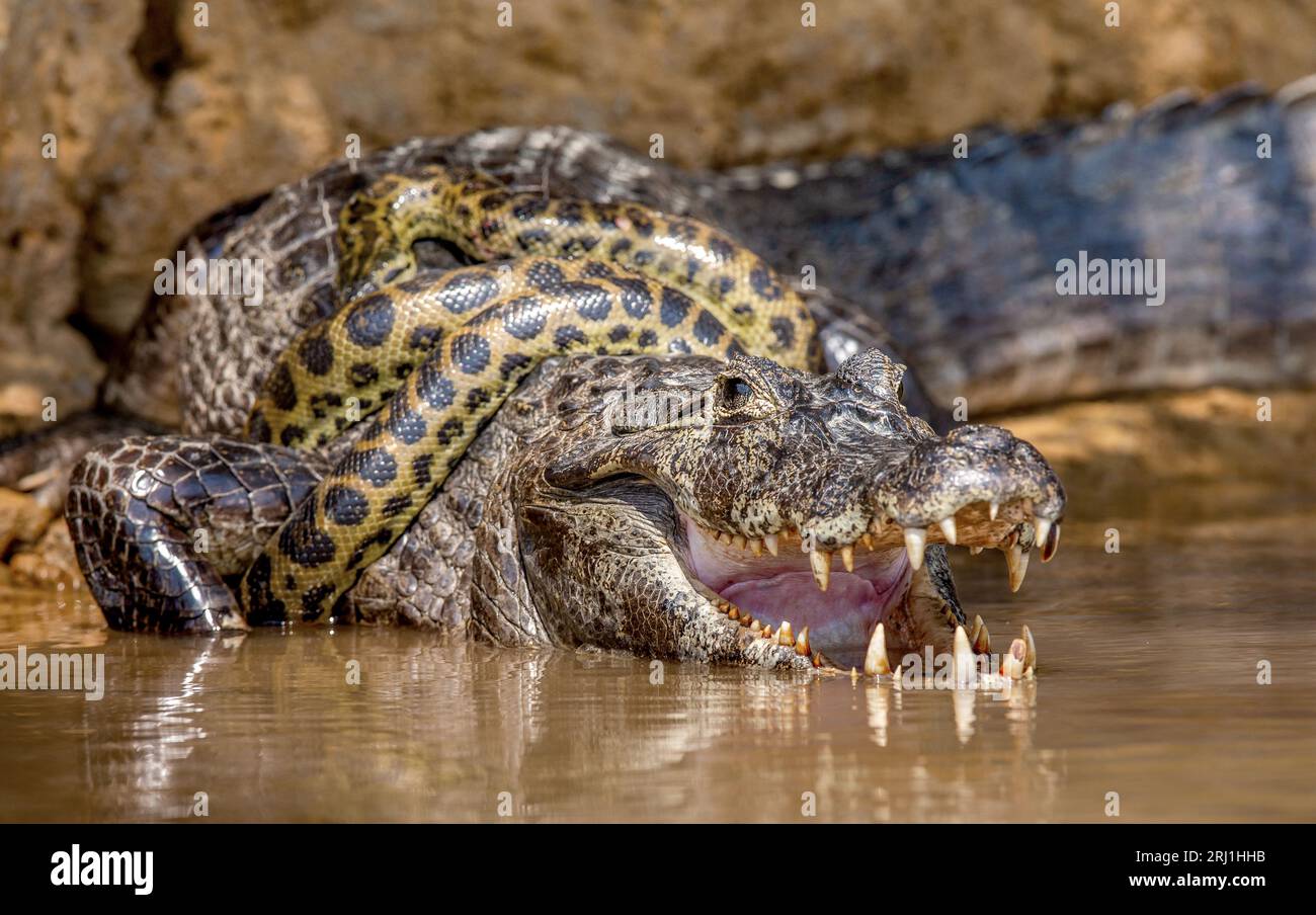 Cayman (Caiman crocodylus yacare) vs Anaconda (Eunectes murinus ...