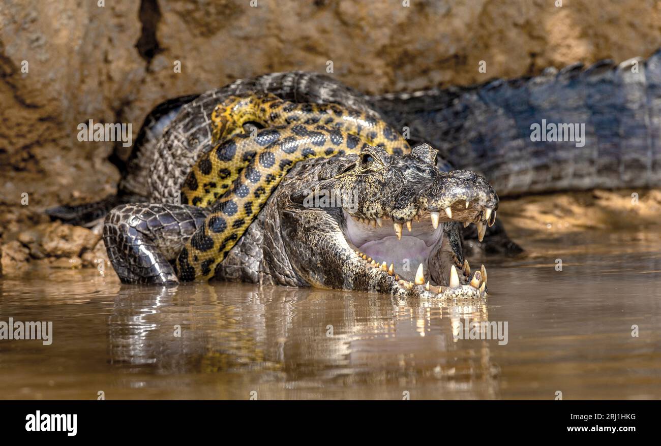Cayman (Caiman crocodylus yacare) vs Anaconda (Eunectes murinus ...