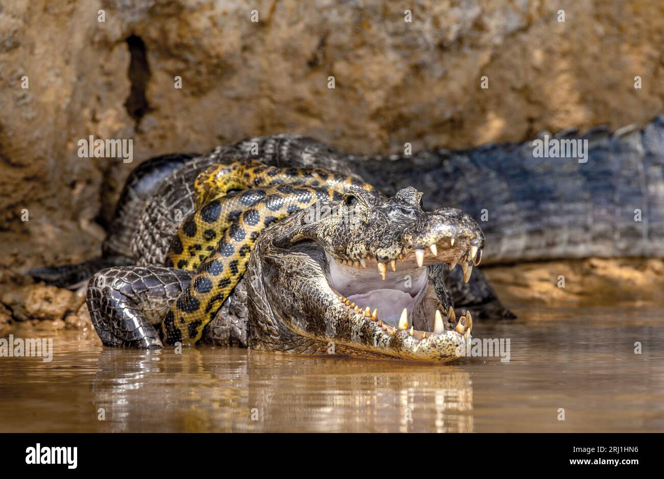 Cayman (Caiman crocodylus yacare) vs Anaconda (Eunectes murinus ...