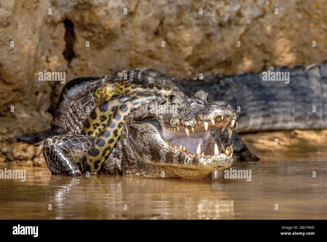 Cayman (Caiman crocodylus yacare) vs Anaconda (Eunectes murinus ...