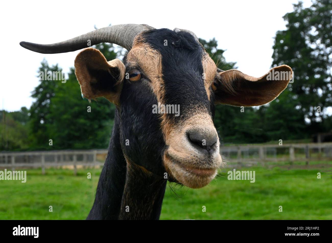 portrait of goat Stock Photo - Alamy