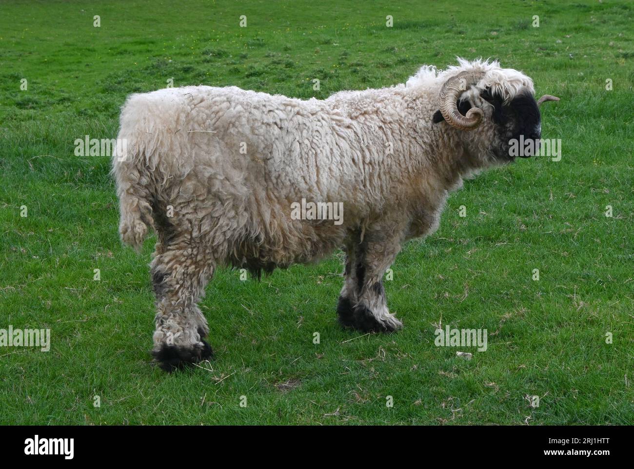 Wildllife park hi-res stock photography and images - Alamy