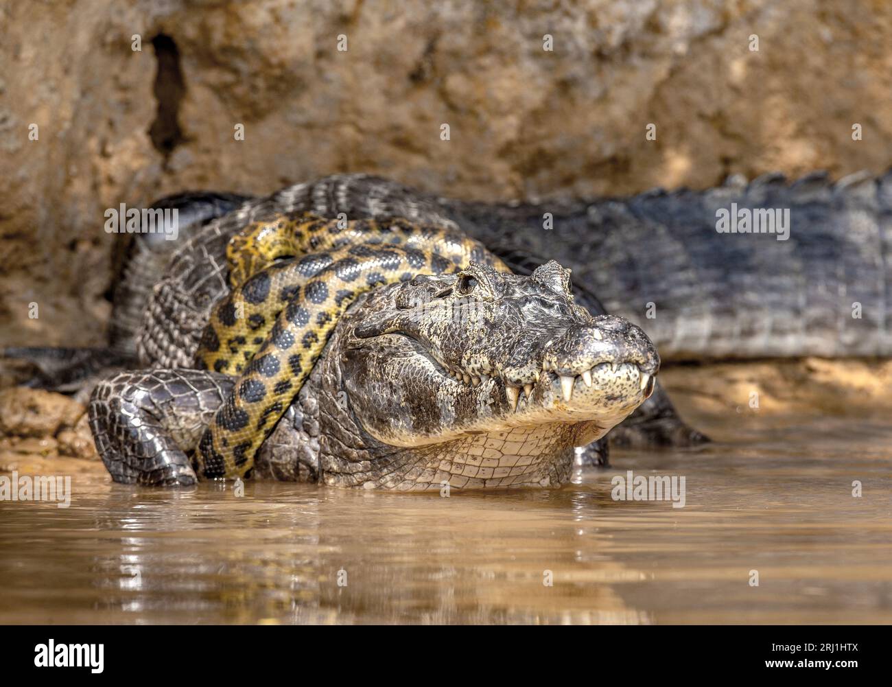 Cayman (Caiman crocodylus yacare) vs Anaconda (Eunectes murinus ...