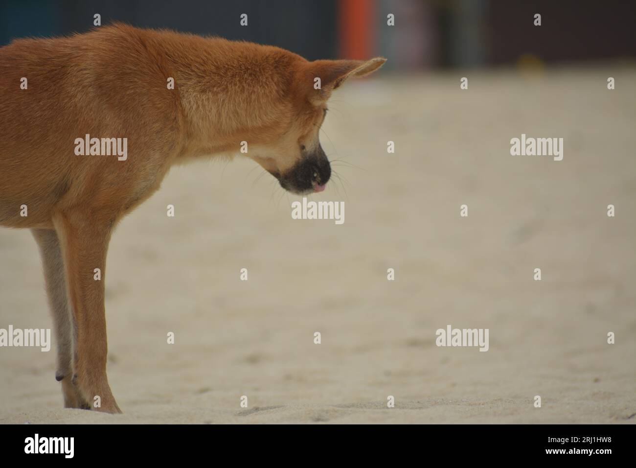 A Dog Roaming around the beach Stock Photo - Alamy