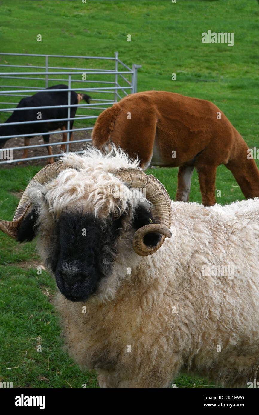 ram, alpaca and goat Stock Photo - Alamy