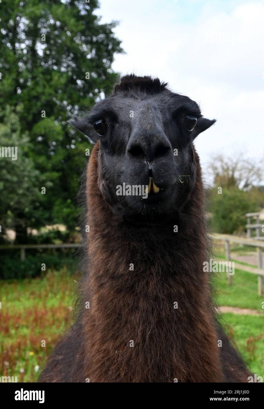 Black face llama hi-res stock photography and images - Alamy