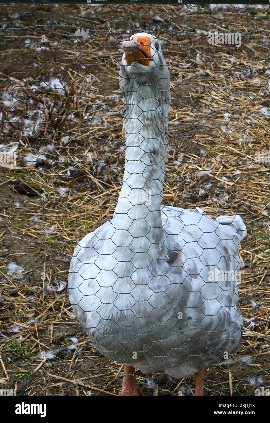 Goose looking down hi-res stock photography and images - Alamy