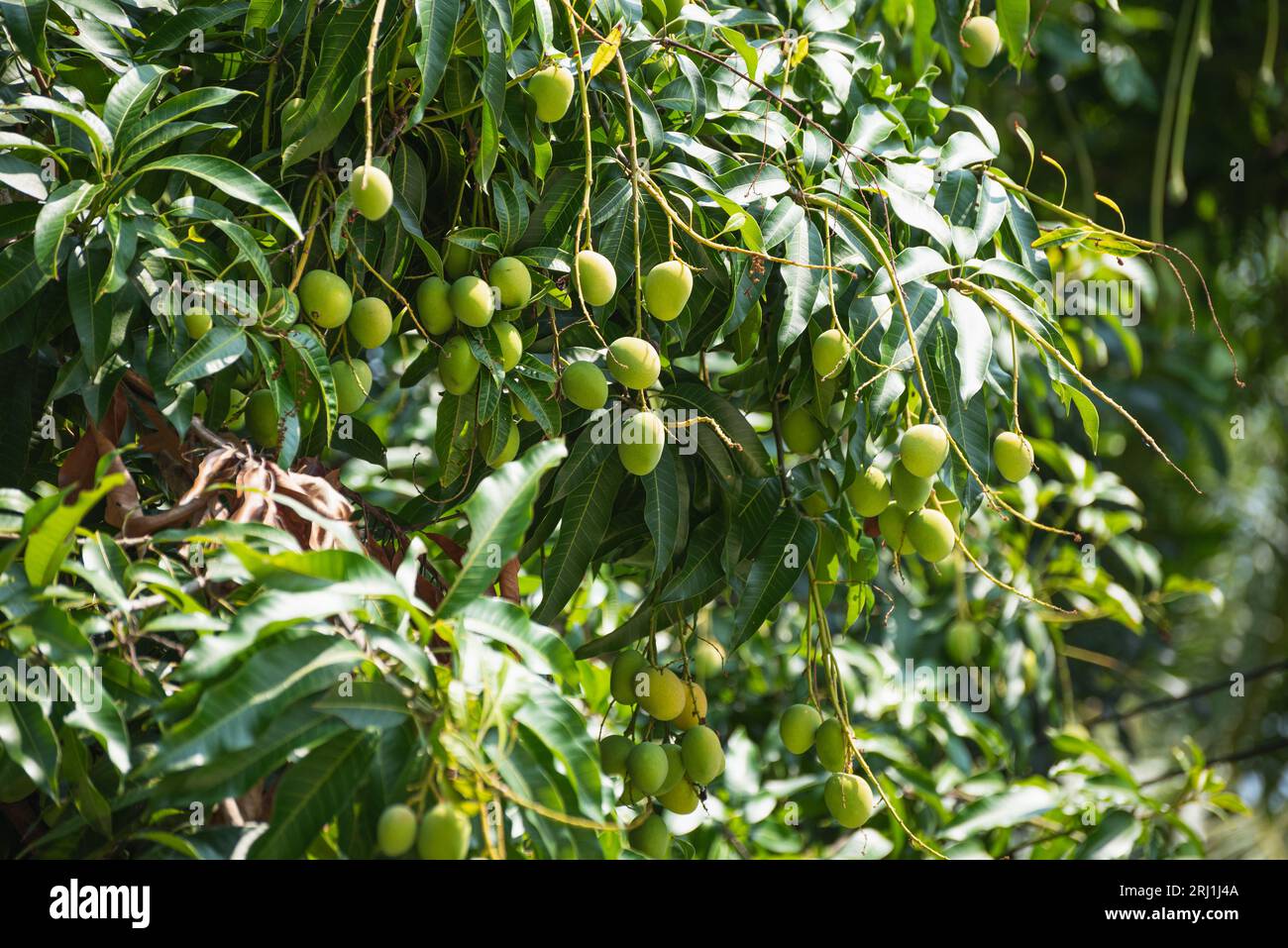 Mango fruits grow on mango tree in garden in April in Ko Lipe, Thailand ...