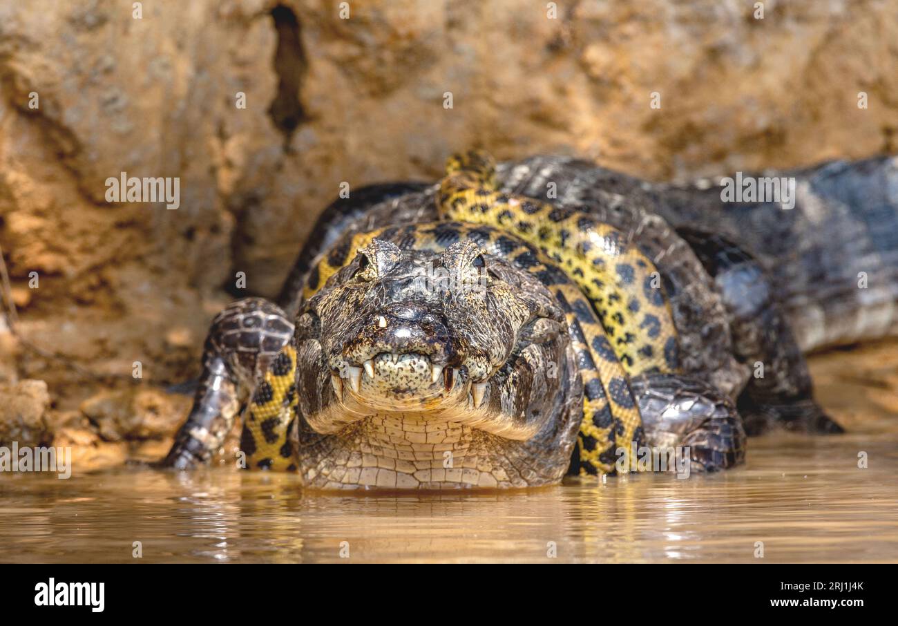 Cayman (Caiman crocodylus yacare) vs Anaconda (Eunectes murinus ...