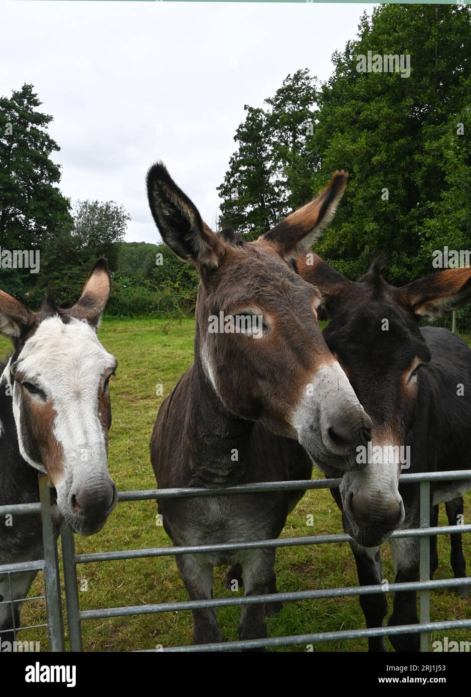 Donkey domestic mammals animal hi-res stock photography and images - Alamy