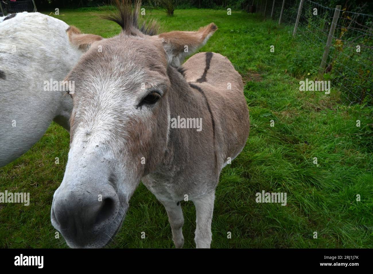 donkey looking to camera Stock Photo - Alamy