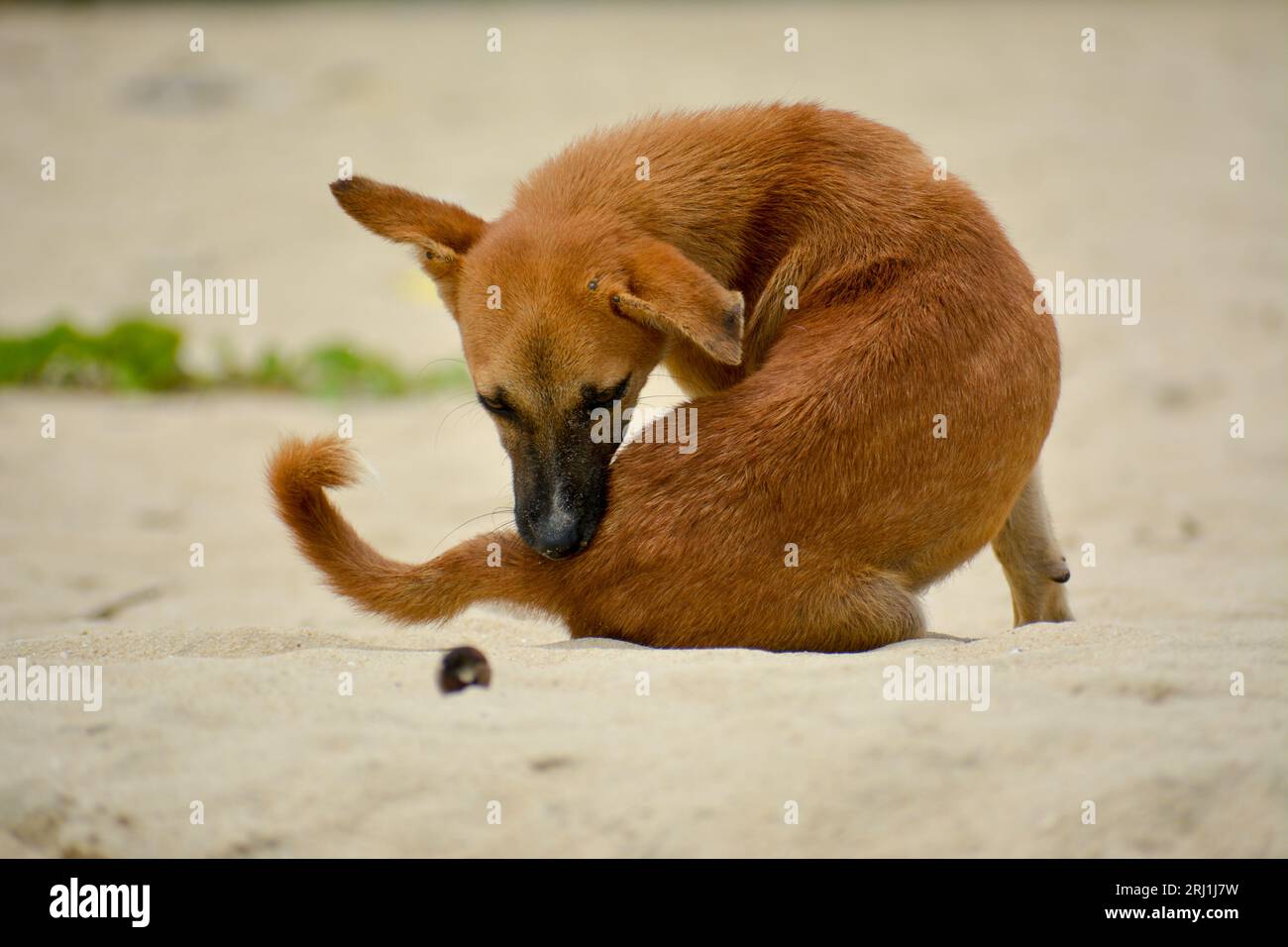 A Dog Roaming around the beach Stock Photo - Alamy