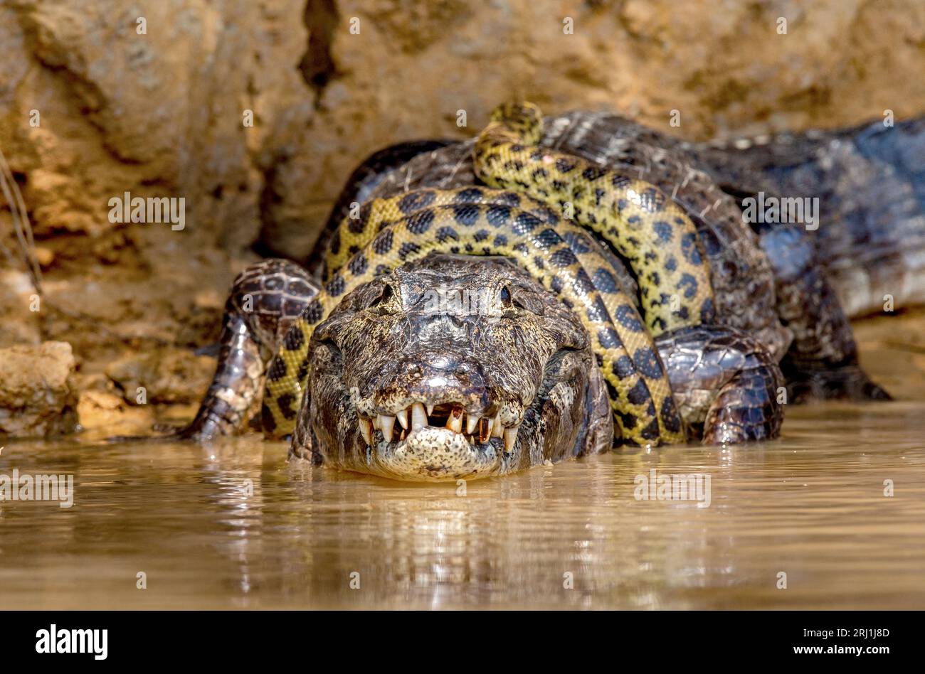 Cayman (Caiman crocodylus yacare) vs Anaconda (Eunectes murinus ...