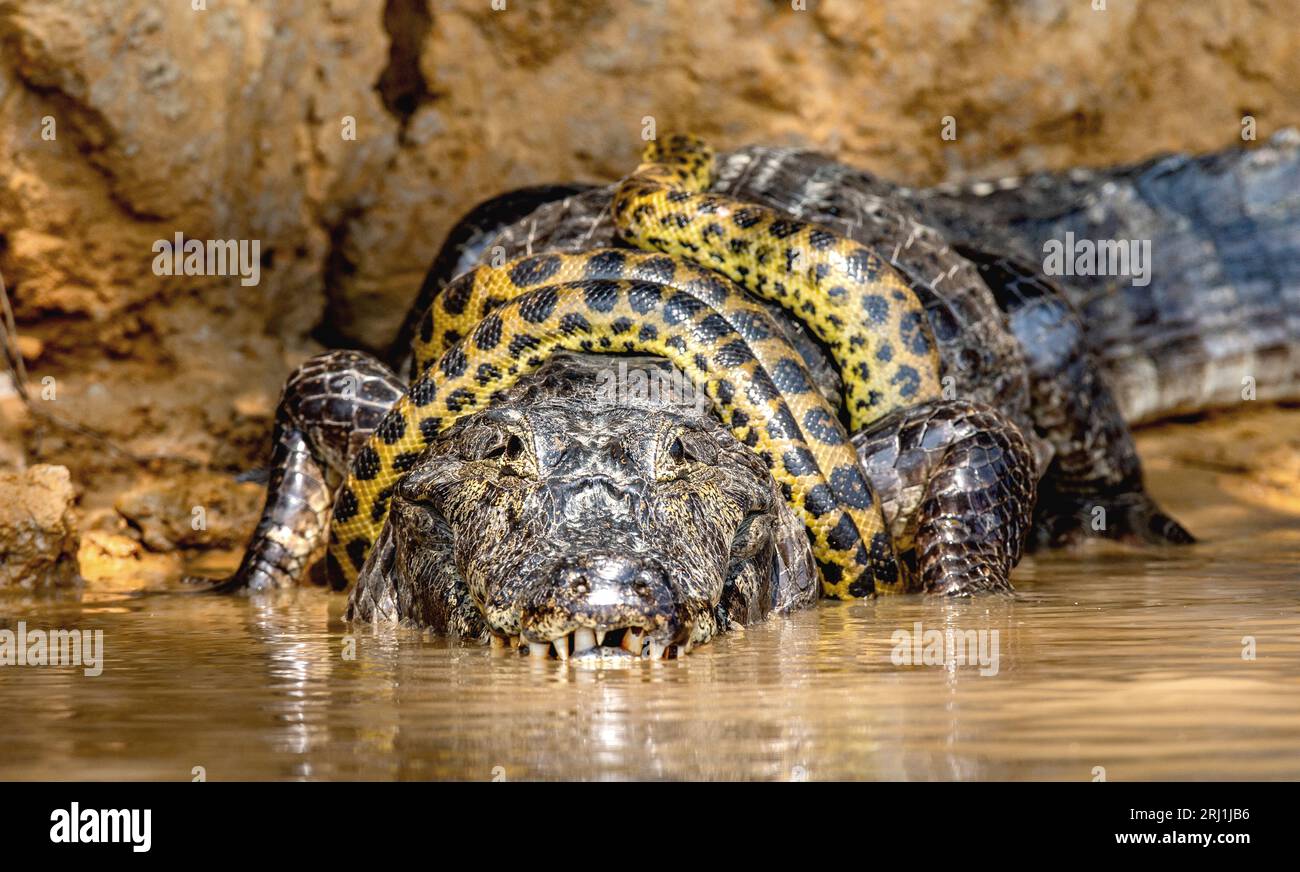 Cayman (Caiman crocodylus yacare) vs Anaconda (Eunectes murinus ...