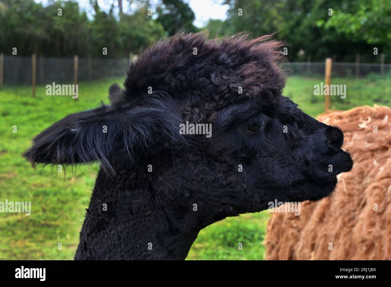 head shot of black alpaca Stock Photo - Alamy