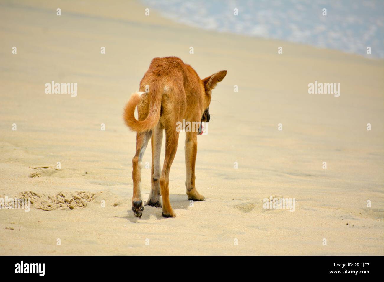 A Dog Roaming around the beach Stock Photo - Alamy
