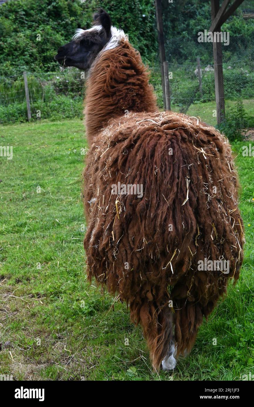 rear view of llama in need of shearing Stock Photo - Alamy