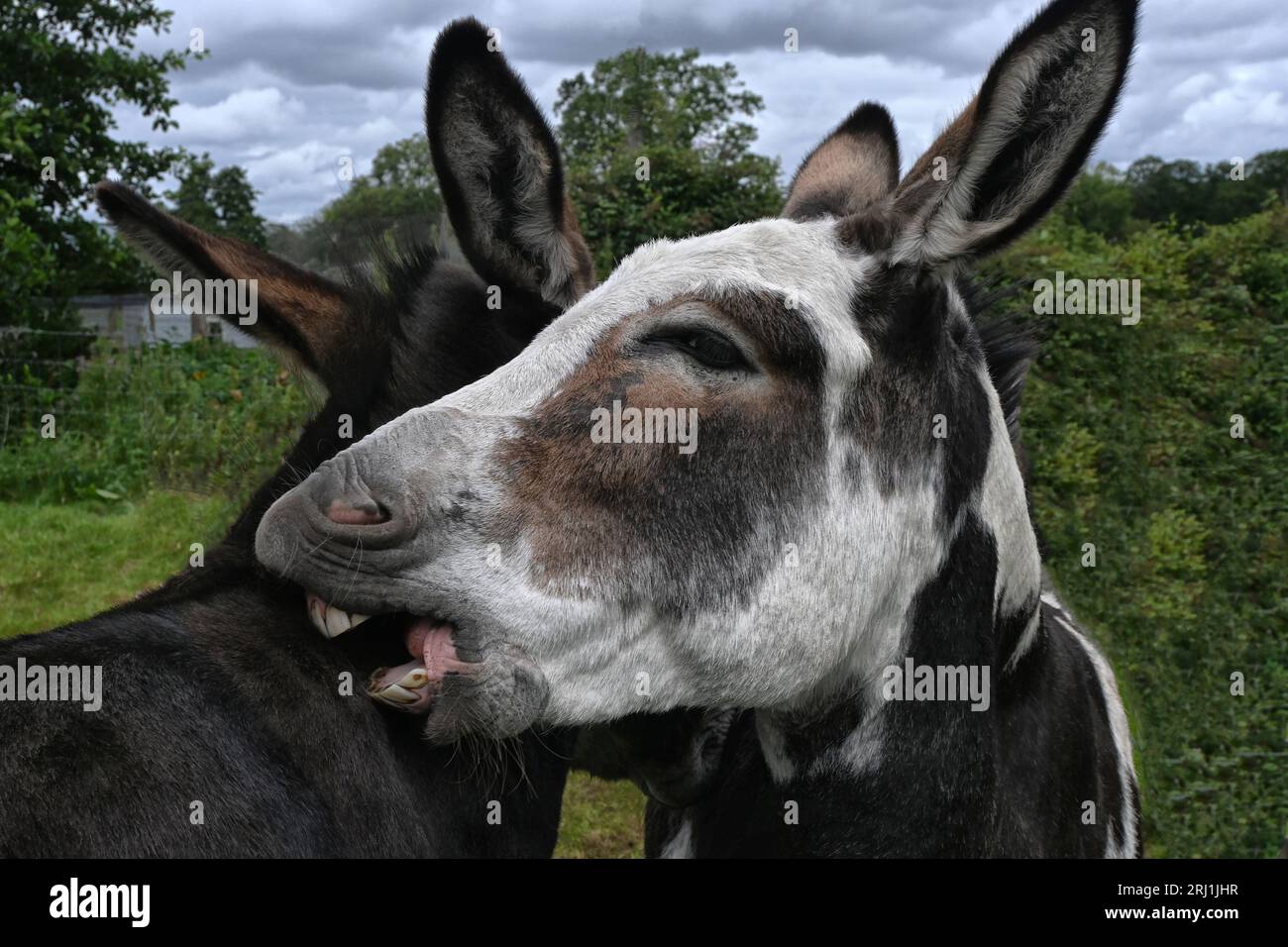 Donkey mouth open hi-res stock photography and images - Alamy