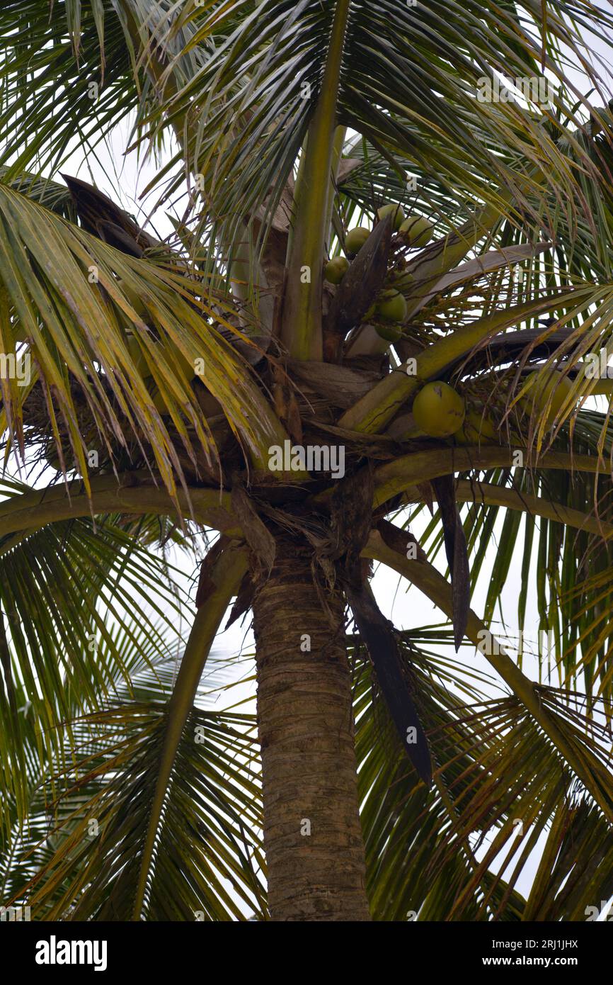 Coconut Trees in Kerala, India Stock Photo - Alamy